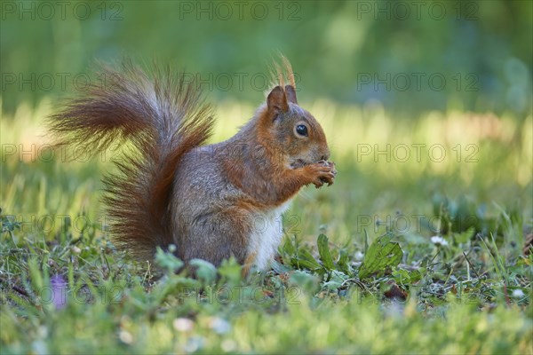 Eurasian red squirrel - Photo12-imageBROKER-Raimund Linke