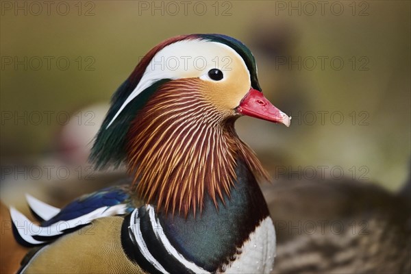 Portrait of a Mandarin duck - Photo12-imageBROKER-David & Micha Sheldon