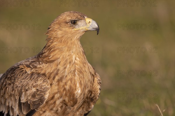 Spanish Imperial Eagle - Photo12-imageBROKER-Rainer Mueller