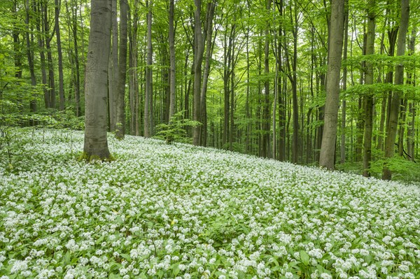 Red beech - Photo12-imageBROKER-Frank Sommariva