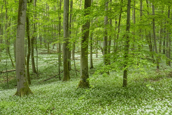 Red beech - Photo12-imageBROKER-Frank Sommariva