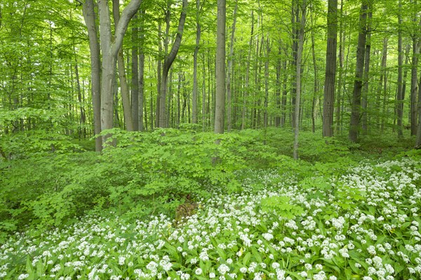 Red beech - Photo12-imageBROKER-Frank Sommariva