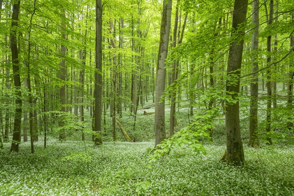 Red beech - Photo12-imageBROKER-Frank Sommariva