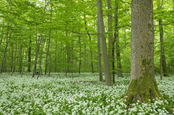 Red beech - Photo12-imageBROKER-Frank Sommariva