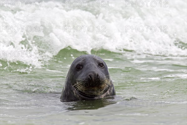 Grey - Photo12-imageBROKER-alimdi - Arterra