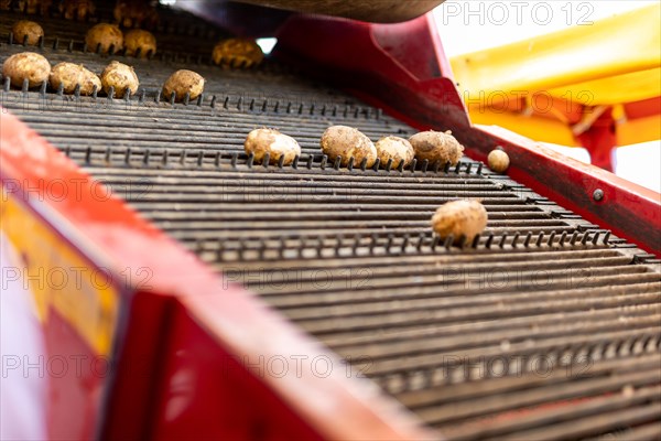 Potatoes run over the sorting belt of a potato harvester on a field ...