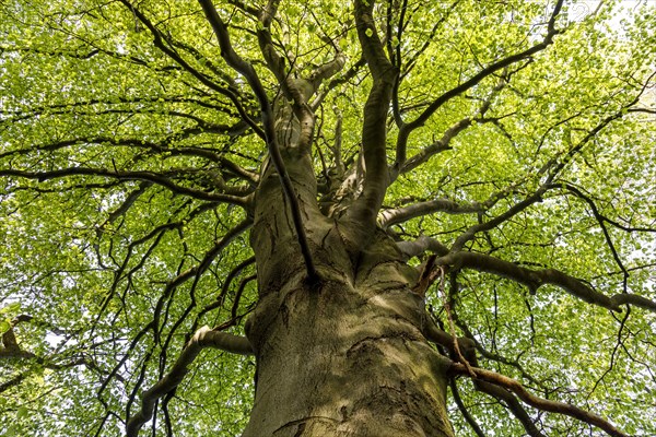 Beech in deciduous forest - Photo12-imageBROKER-Olaf Doering