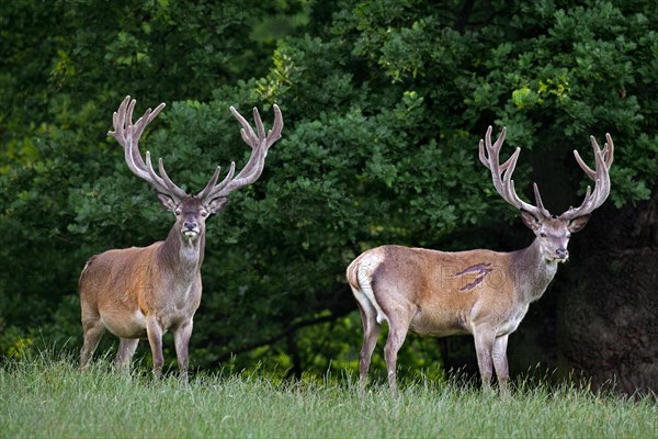 Two Red deer - Photo12-imageBROKER
