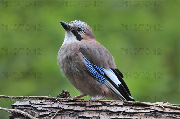 Eurasian Jay - Photo12-imageBROKER