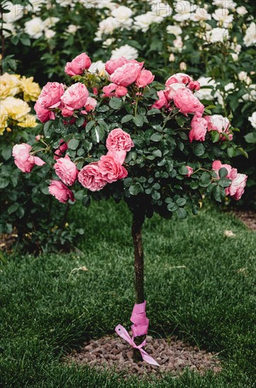 Rose tree with pink roses in a rose garden - Photo12-imageBROKER-Turgay ...