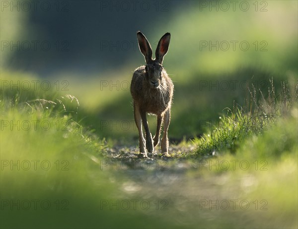 European hare - Photo12-imageBROKER-Frank Sommariva