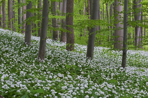 Wood garlic - Photo12-imageBROKER-alimdi - Arterra - Sven-Erik Arndt