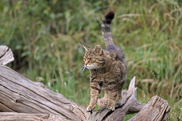 European wildcat - Photo12-imageBROKER-Juergen & Christine Sohns
