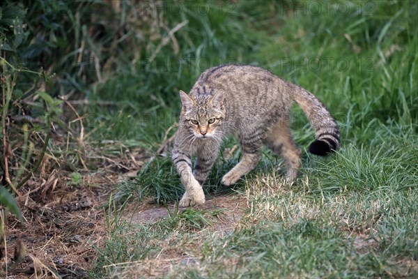 European wildcat - Photo12-imageBROKER-Juergen & Christine Sohns