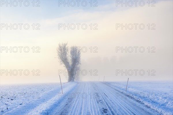 Snowy country road with pollarded trees a cold winter day in the ...