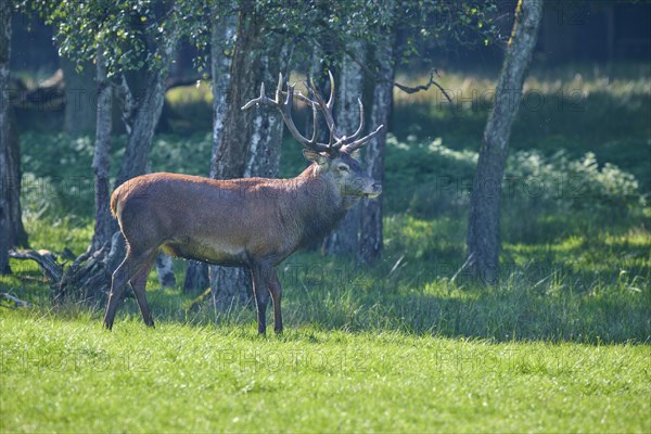 European red deer - Photo12-imageBROKER-Raimund Linke