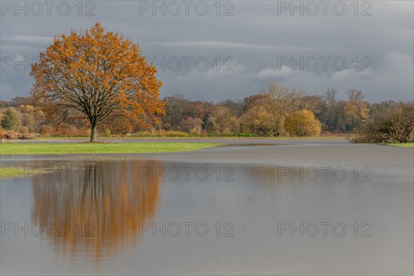 Oak tree reflected in a flooded meadow after heavy rains. Landscape in ...