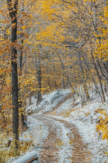 Snow-covered forest path with autumn leaves - Photo12-imageBROKER-Lucas ...