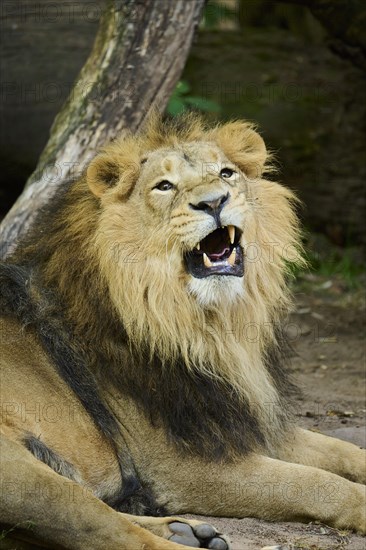 Asiatic lion - Photo12-imageBROKER-David & Micha Sheldon