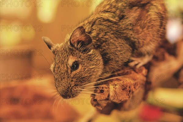 A rodent climbing on a branch with blurred background, Krefeld Zoo ...