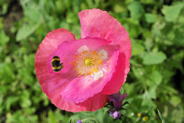Corn poppy (Papaver rhoeas), flowering meadow, Baden-Wuerttemberg ...