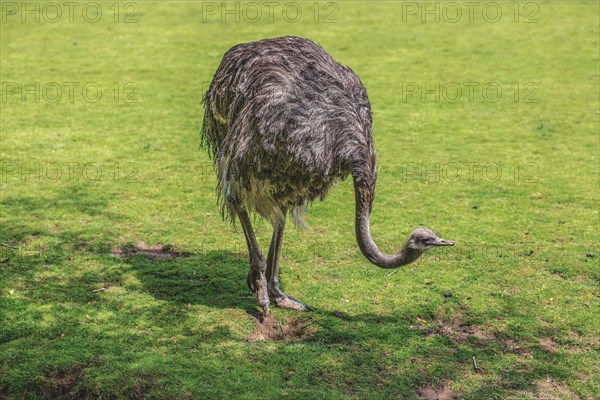 A grey ostrich stands in a meadow with green grass in the zoo, Krefeld ...