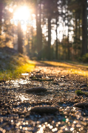 A forest path is backlit by the sun, Unterhaugstett, Black Forest ...