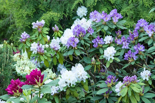 Beautiful azalea flowers of white and blue color with green leaves in ...