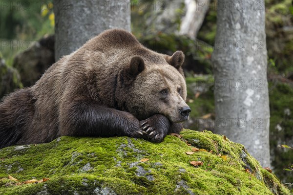 Brown bear (Ursus arctos) lying on a rock covered with moss, captive ...