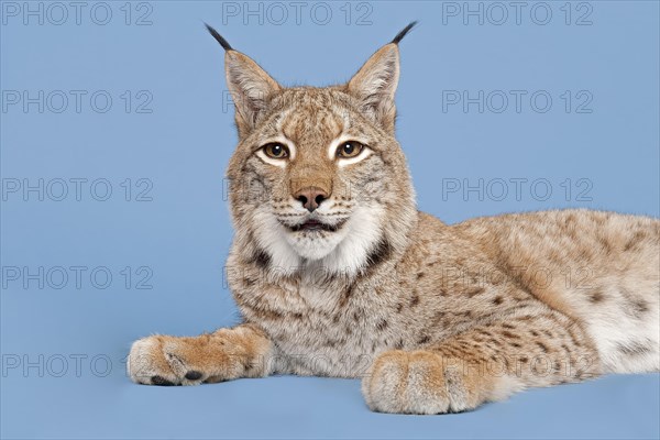 Eurasian lynx (Lynx lynx), lying, animal portrait, captive, studio shot ...