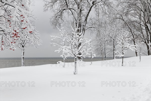 Nature, winter, trees covered with snow on a riverside, Province of ...