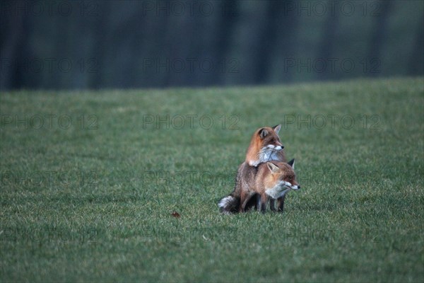 Fox (Vulpes vulpes) mating season, so-called Ranzzeit, male mounts ...