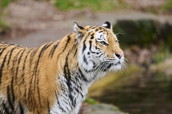 Siberian tiger (Panthera tigris altaica), portrait, standing, captive ...