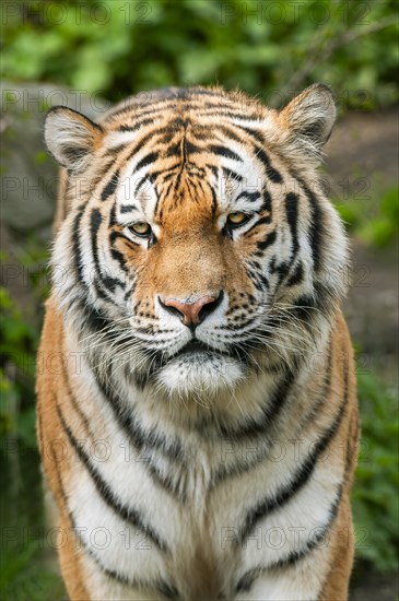Siberian tiger (Panthera tigris altaica), portrait, captive, Germany ...