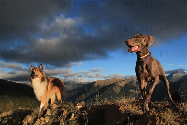Two dogs enjoy a scenic view of the mountains during a dramatic sunrise ...