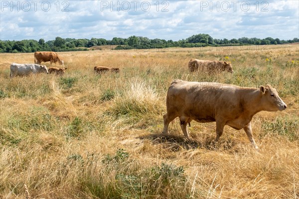 Cows grazing in an open pasture with trees and a cloudy sky - Photo12 ...