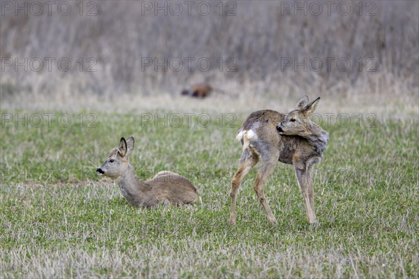 European roe deer (Capreolus capreolus), in a meadow, Lower Austria ...