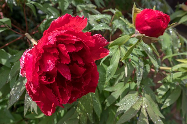 Peony blossom (Paeonia) with raindrops, Bavaria, Germany, Europe ...