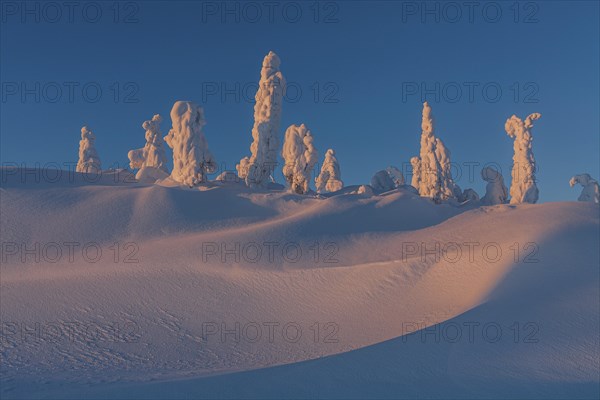 Snow-covered trees in the evening light, Arctic, Taiga, Alaska, USA ...