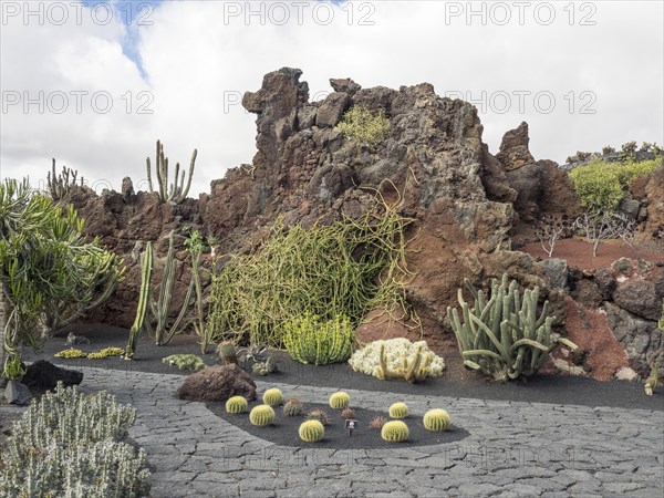 A rocky garden with various cacti and succulents in front of volcanic ...