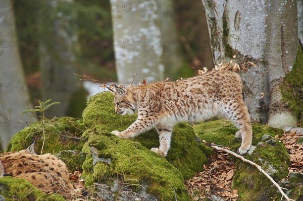 Eurasian lynx (Lynx lynx) in a forest, captive, Bavarian Forest ...