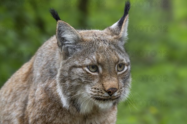 Eurasian lynx (Lynx lynx) close-up portrait in forest. Captive ...