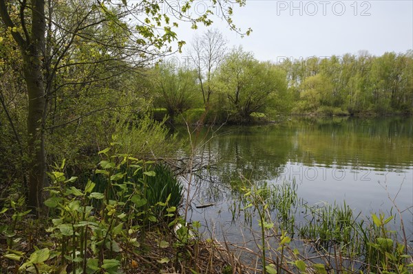 Lake Vienenburg, Vienenburg, Goslar, Harz, Lower Saxony, Germany ...
