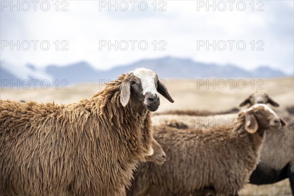 Flock of sheep, brown sheep, Tian Shan, Kyrgyzstan, Asia - Photo12 ...