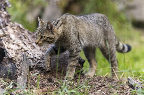 A wildcat examining the ground next to a tree trunk, wildcat (Felis ...
