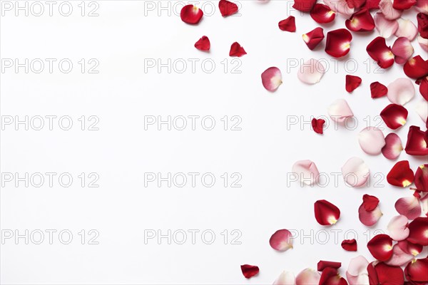 Red and pink rose petal flowers on side of white background with copy ...