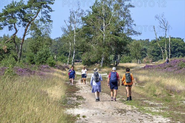 Walkers walking along sandy path in the Kalmthoutse Heide, Kalmthout ...