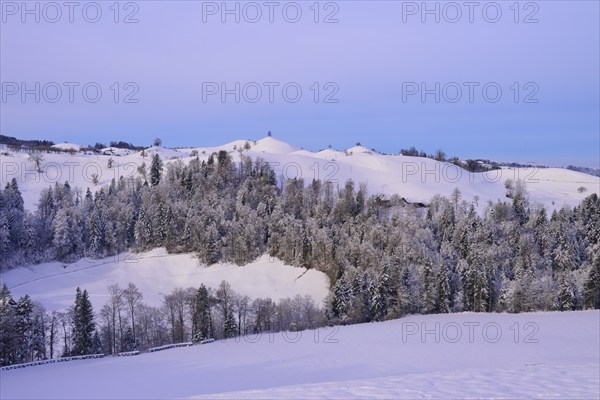 Snowy hilly landscape with forest under clear sky, quiet winter ...
