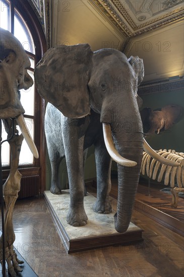 African elephant (Loxodonta africana), Narurhistorisches Museum, opened ...
