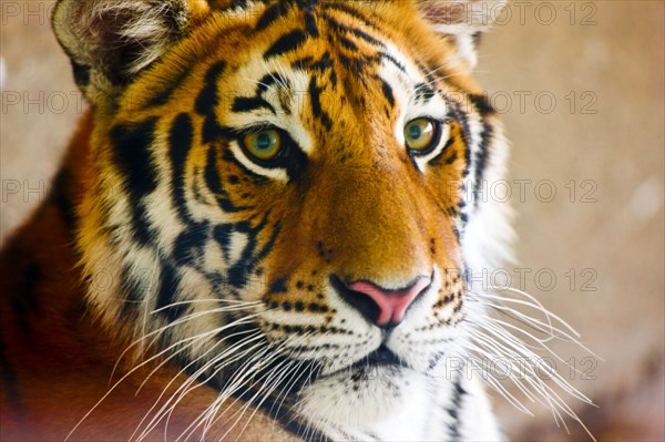 Close-up of a tiger, Bejing Wildlife Park, Beijing, China - Photo12-Silk